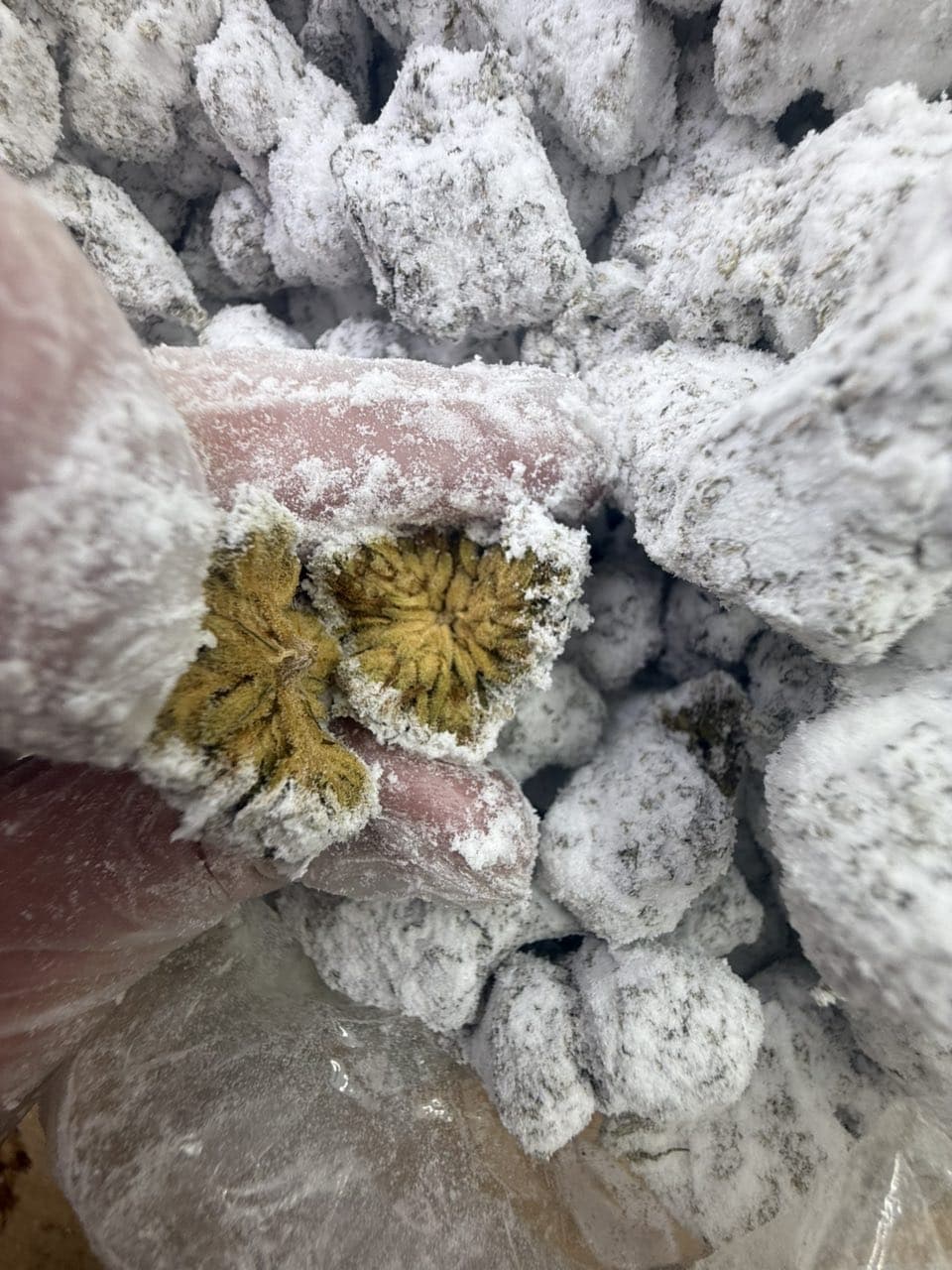 Loose Ice Caps Strain Review | Flavor, Effects, THC & Genetics Guide